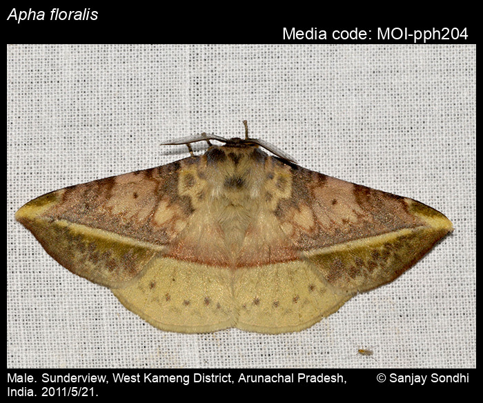 Apha floralis Butler, 1881 - | Moths